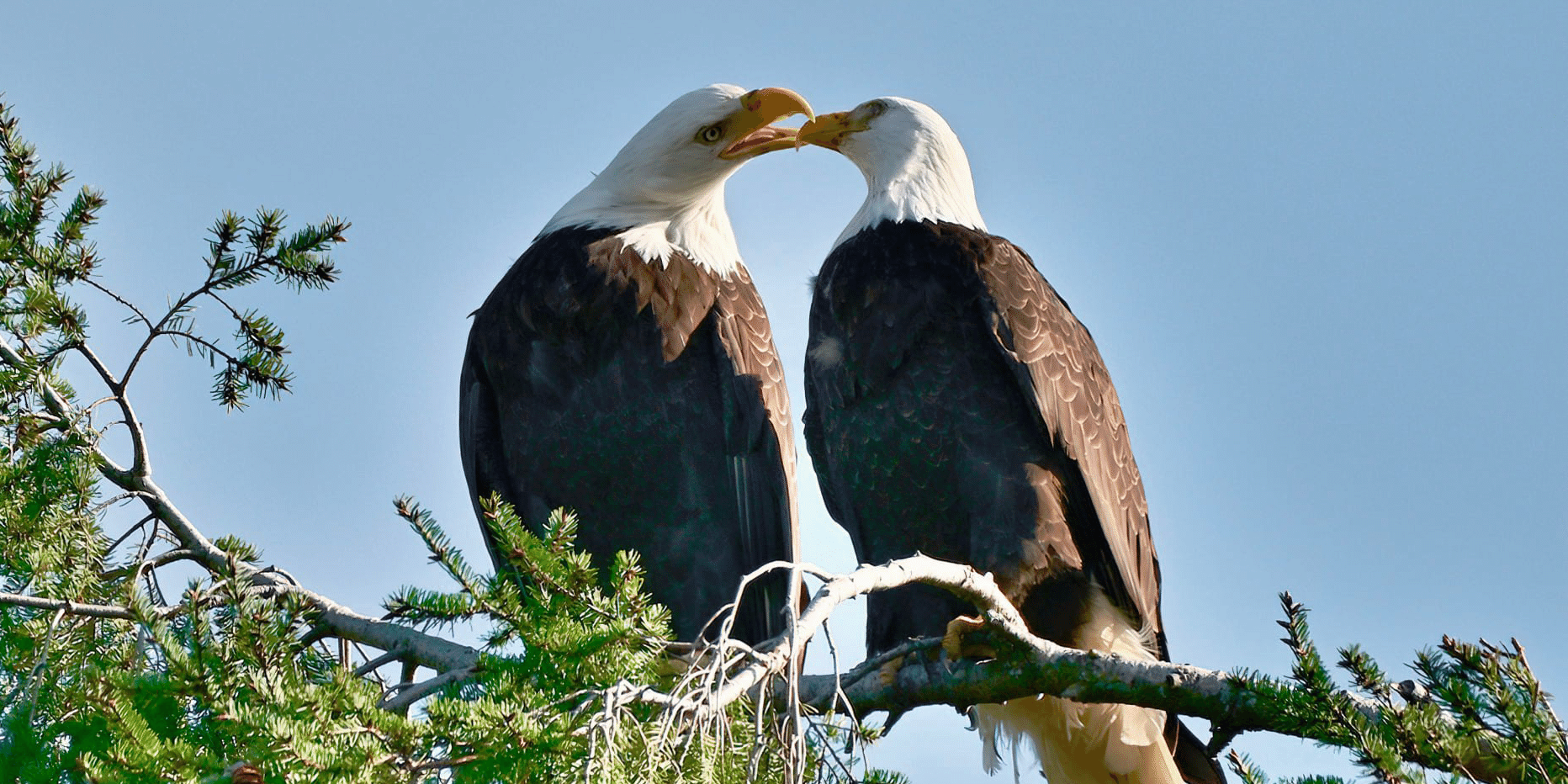 What We Love: Valentines Day Eagles in Love | VanIsle.News