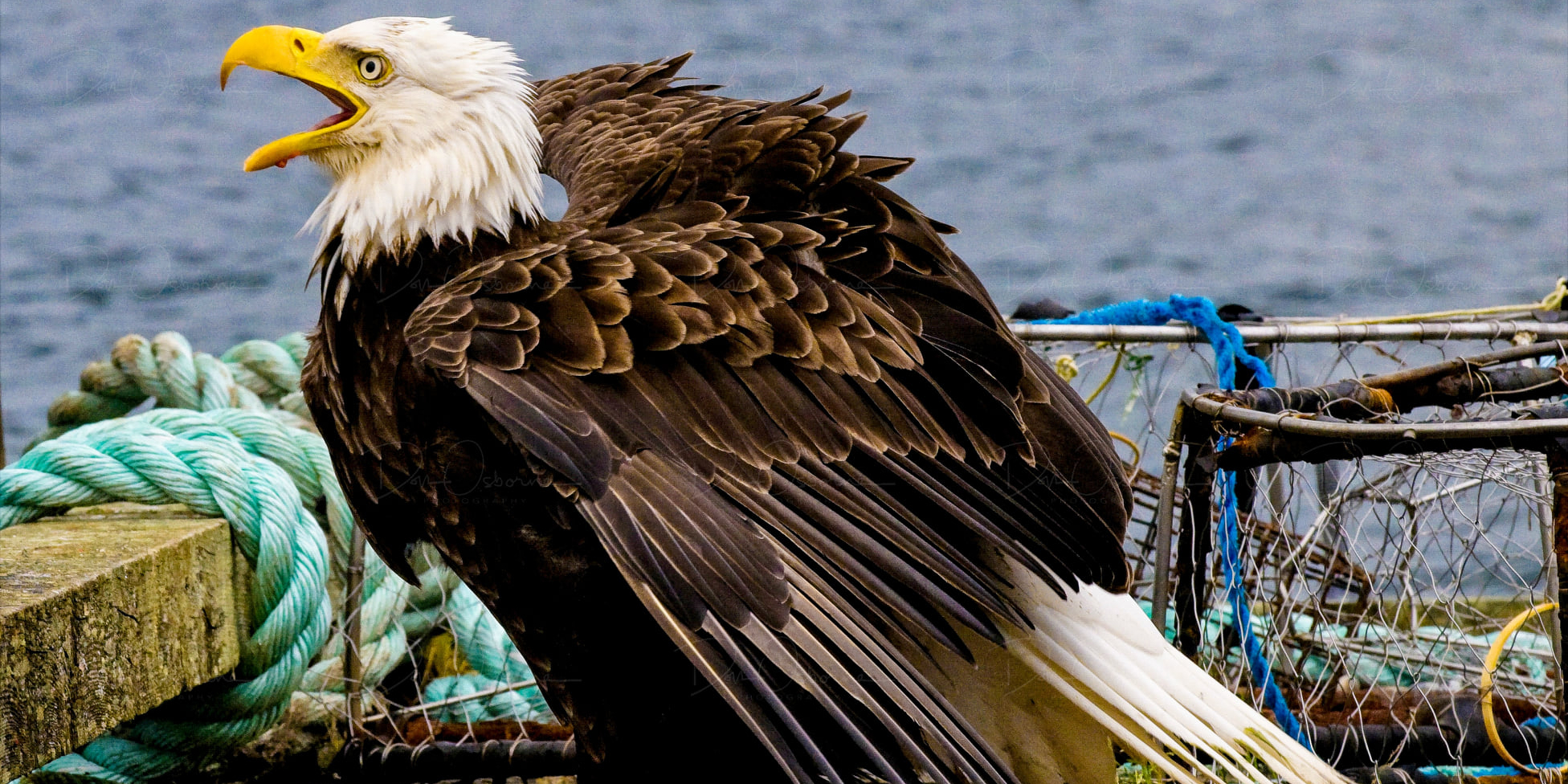 What We Love: Screaming Eagle | VanIsle.News