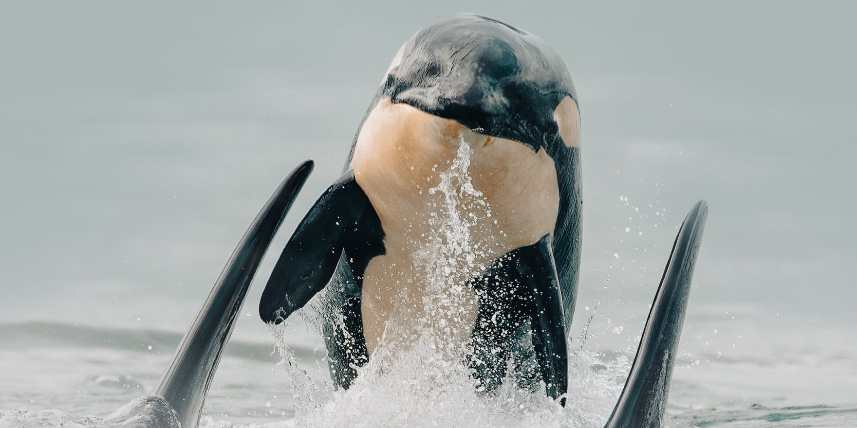 What We Love: Baby Orca Playing | VanIsle.News