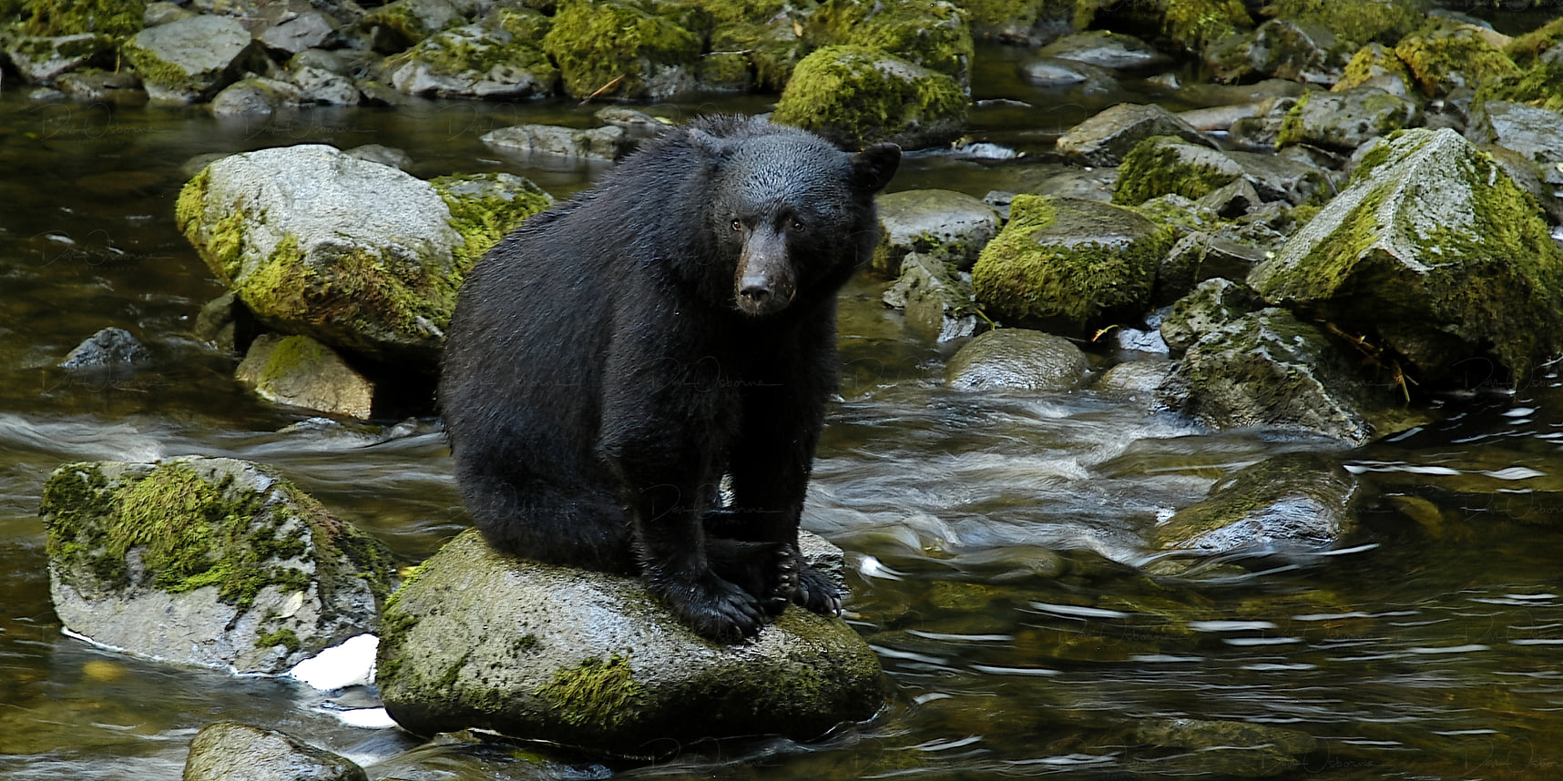 What We Love: Pouting Bears | VanIsle.News