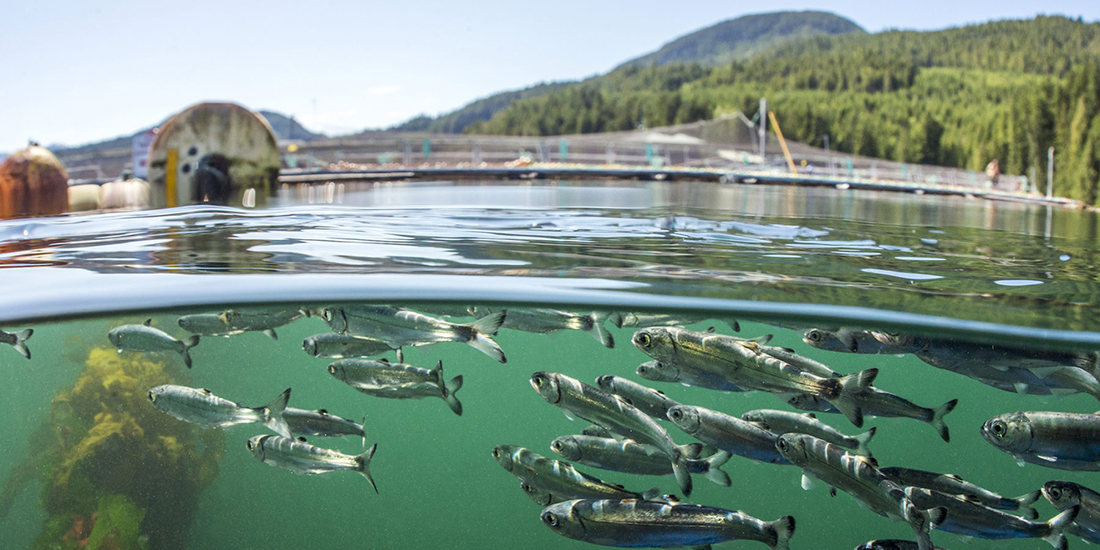 Fish Farms Out By 2025? Not Likel | VanIsle.News