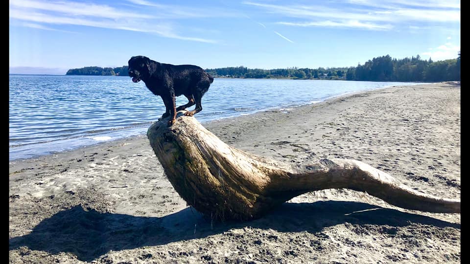 What We Love: Dogs on Logs | VanIsle.News